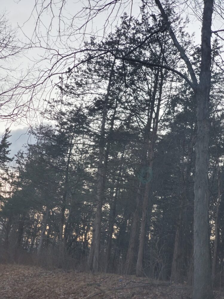 Detatched Forest Preserve - Home Sweet Hudson