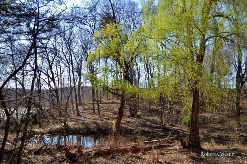 Fern Tor Nature Preserve - Home Sweet Hudson